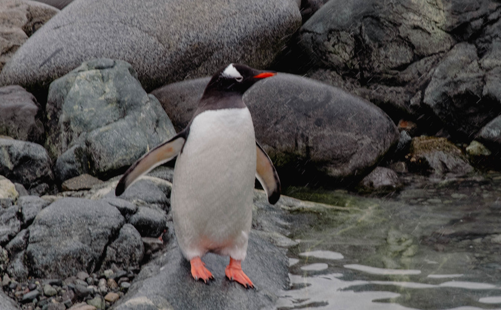 Dennis Donovan - Antarctica and Patagonia | LensCulture