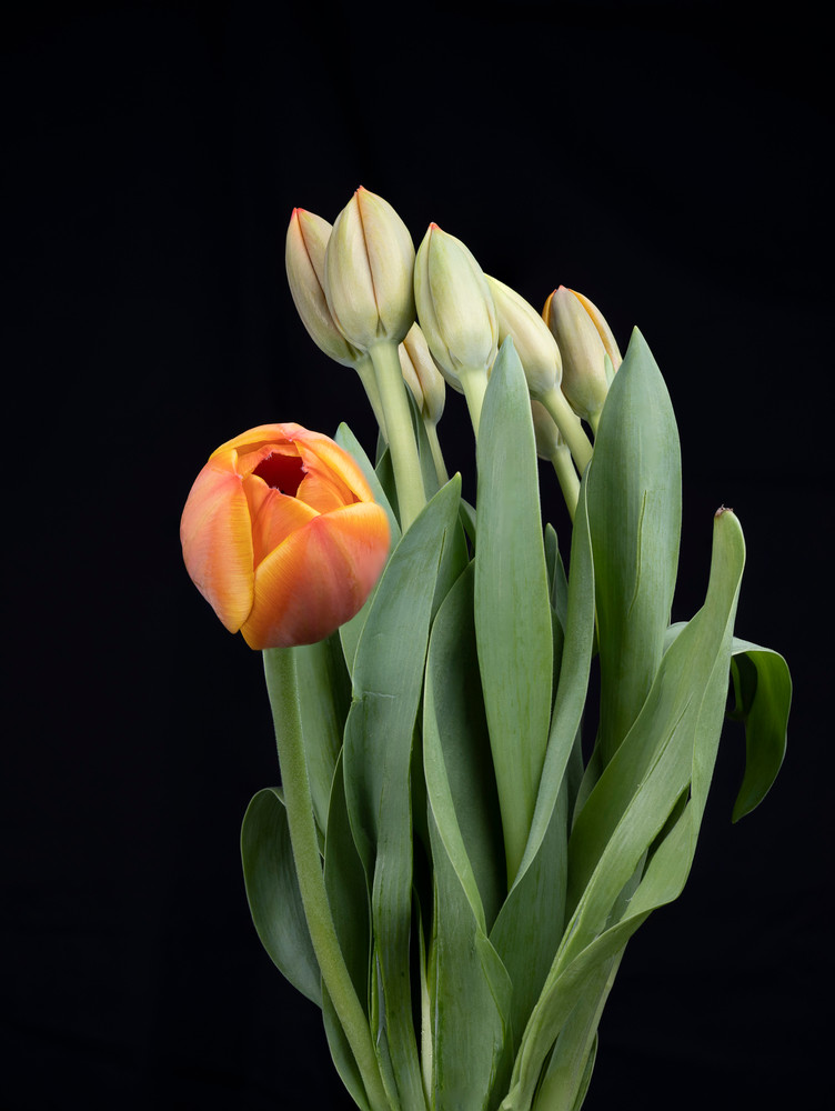 Lisa Dimitri - The Beauty in Aging | LensCulture