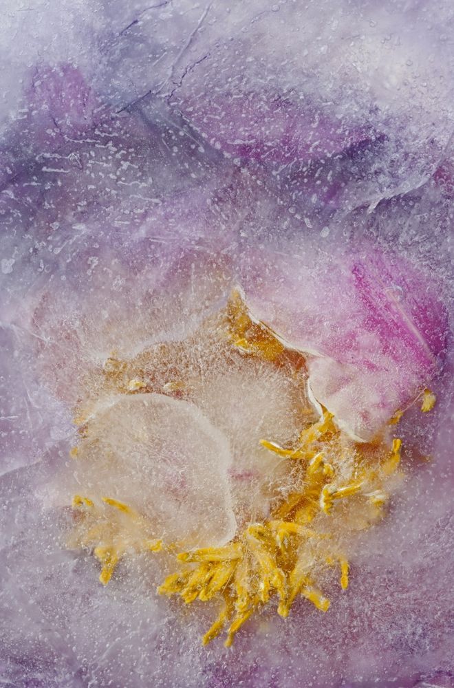 Frozen Spring - LensCulture