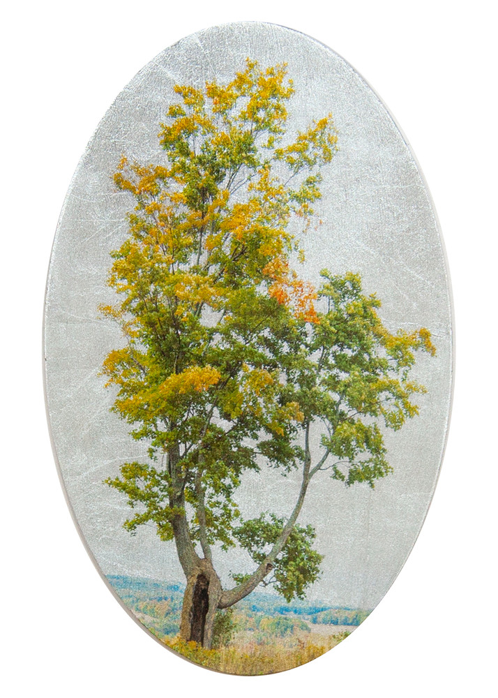 Nicola Woods - Shimmering Tree Portraits | LensCulture