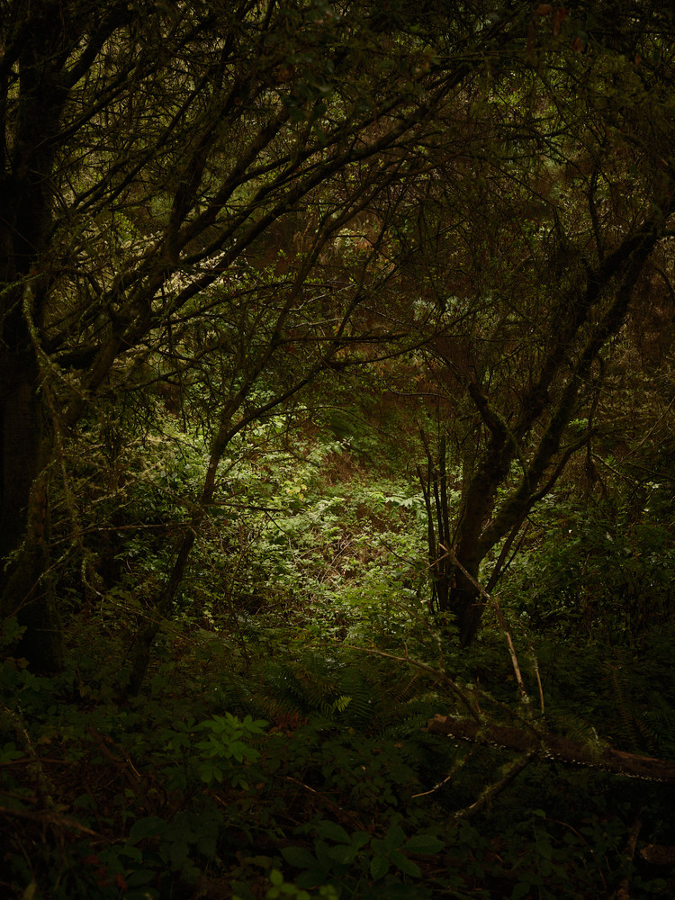 Sam Haligman - Point Reyes | LensCulture
