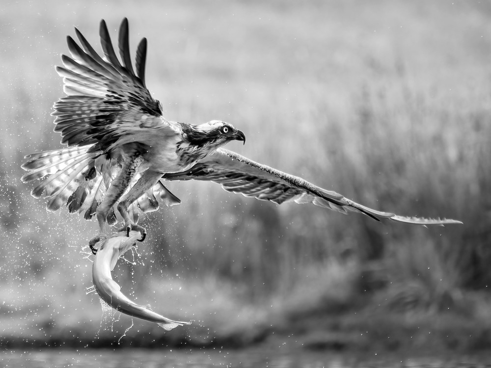 Alan Macleay - Osprey Collection | LensCulture