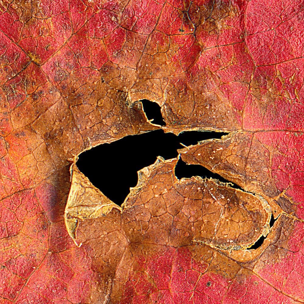Larry Chait Leaf Decay LensCulture