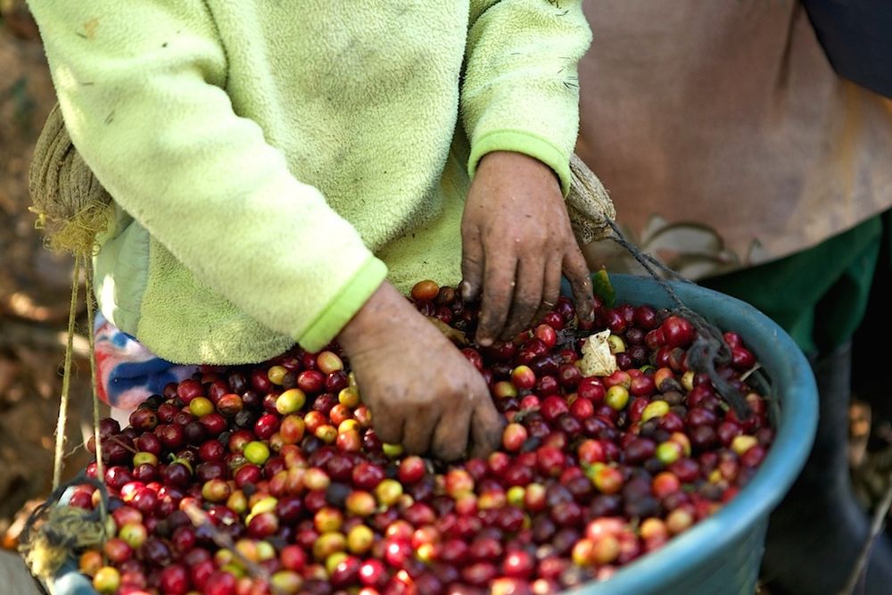 Michele Zousmer - Children of The Coffee - Child Labor in Costa Rica ...