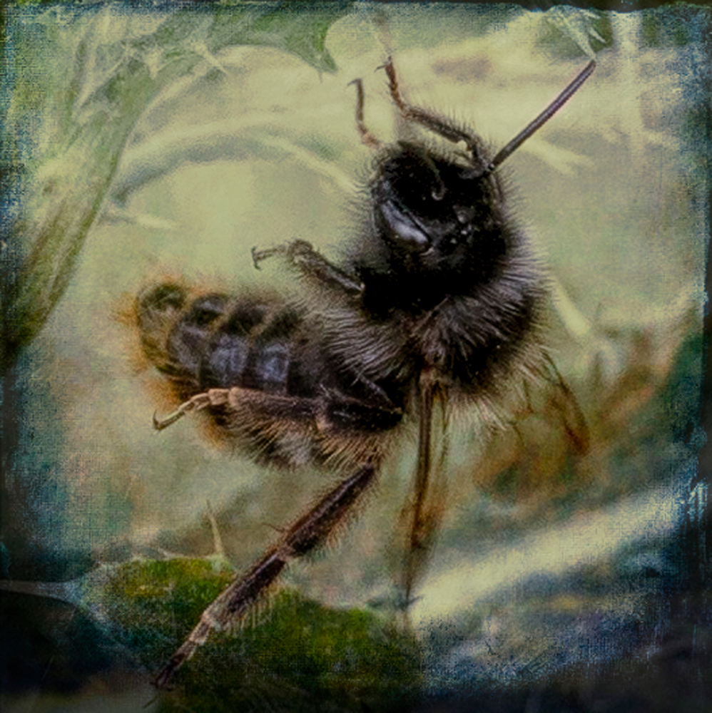 René Jensen - Insects art | LensCulture