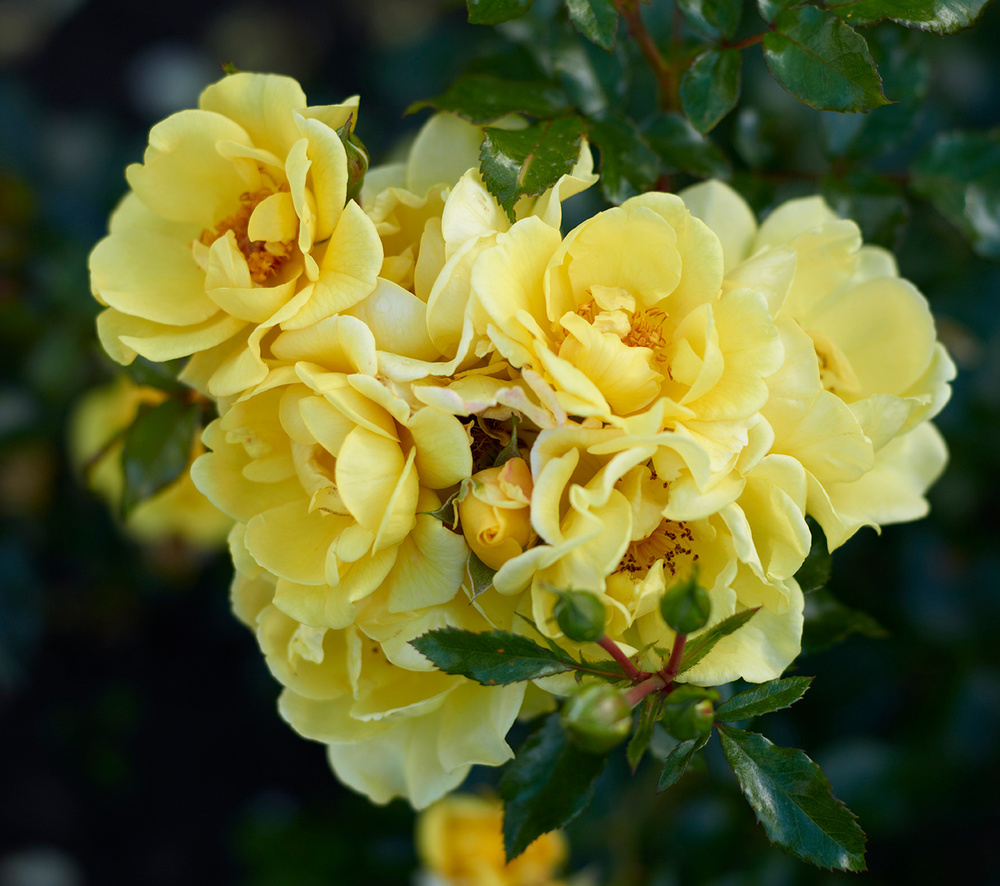 Fred Roest - The famous historic and rare roses of Belle Epoque nursery ...