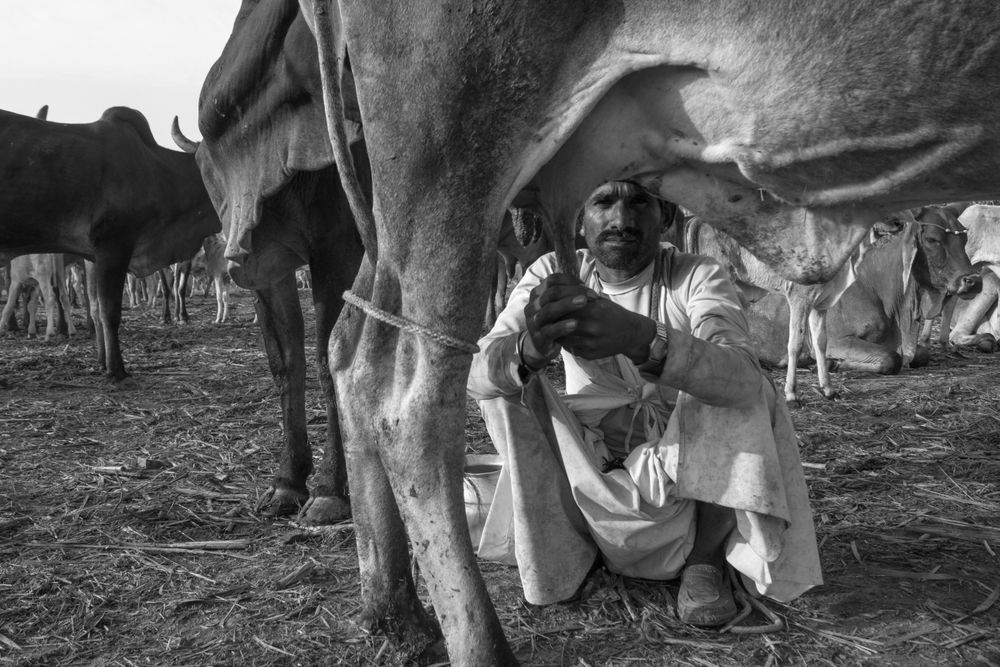 Vikas Dalal - Raika Nomads- Tales from Paths | LensCulture