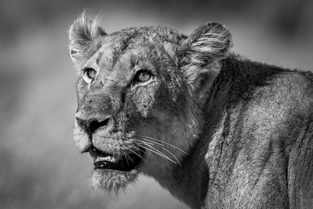 Morne Grobler - South Africa trough my lens | LensCulture