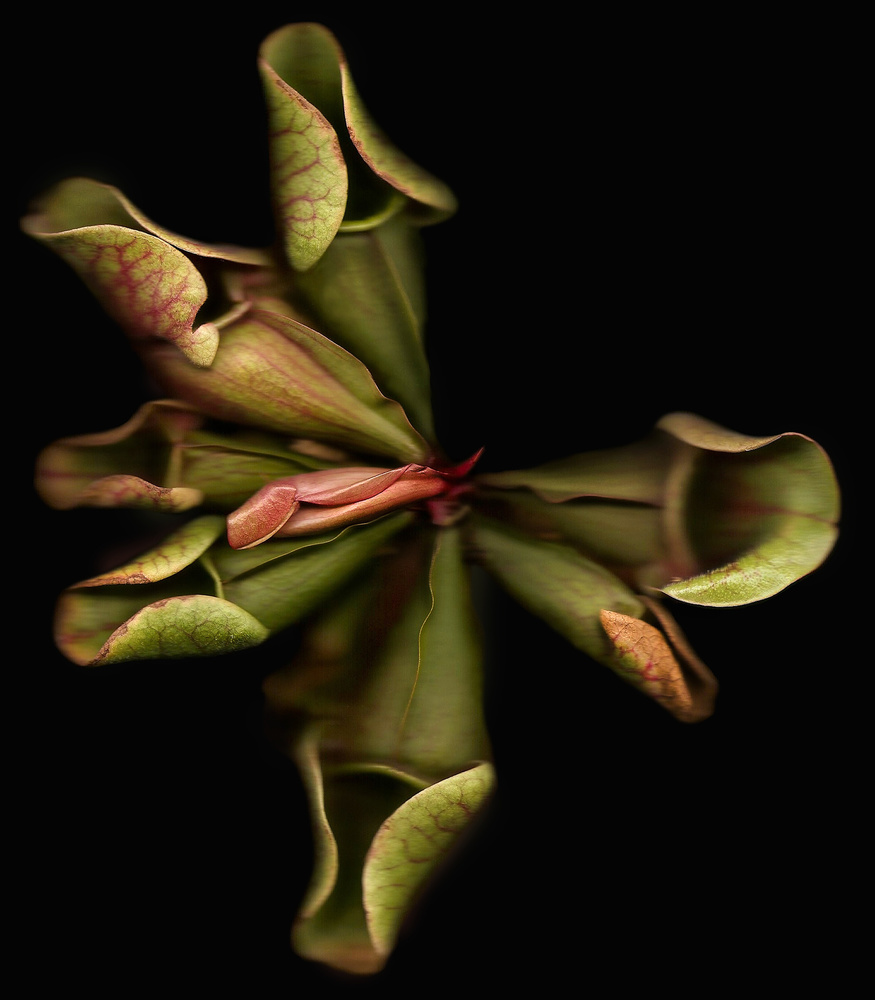 Botany Portraits - | LensCulture