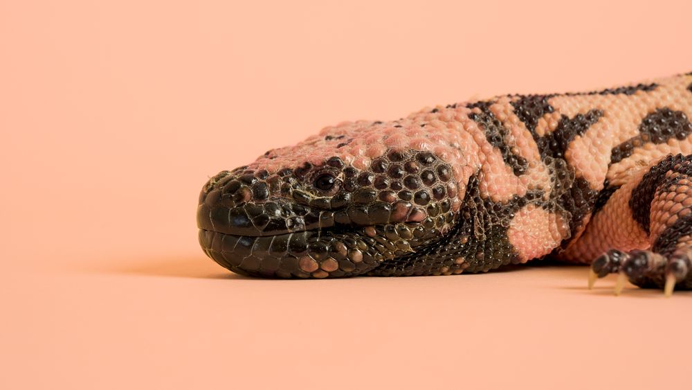 Zac Herr - Submission | LensCulture