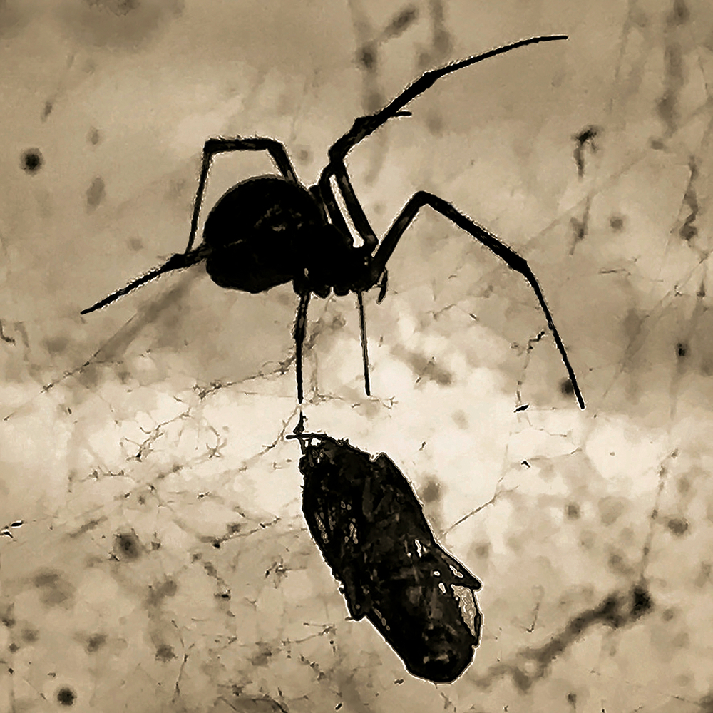 Frank Schramm - Garage Spider | LensCulture
