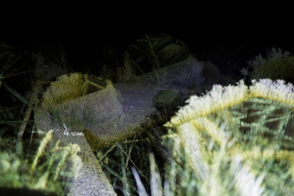 Sarah Rose - The Normalization of Simulated Nature | LensCulture