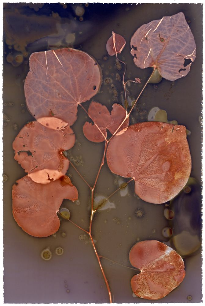 Craig Coleman - Varieties and Iterations | LensCulture