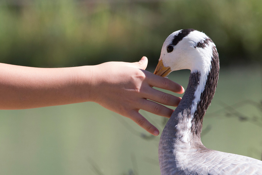 Silvia Morigi - My Sweet Goose | LensCulture