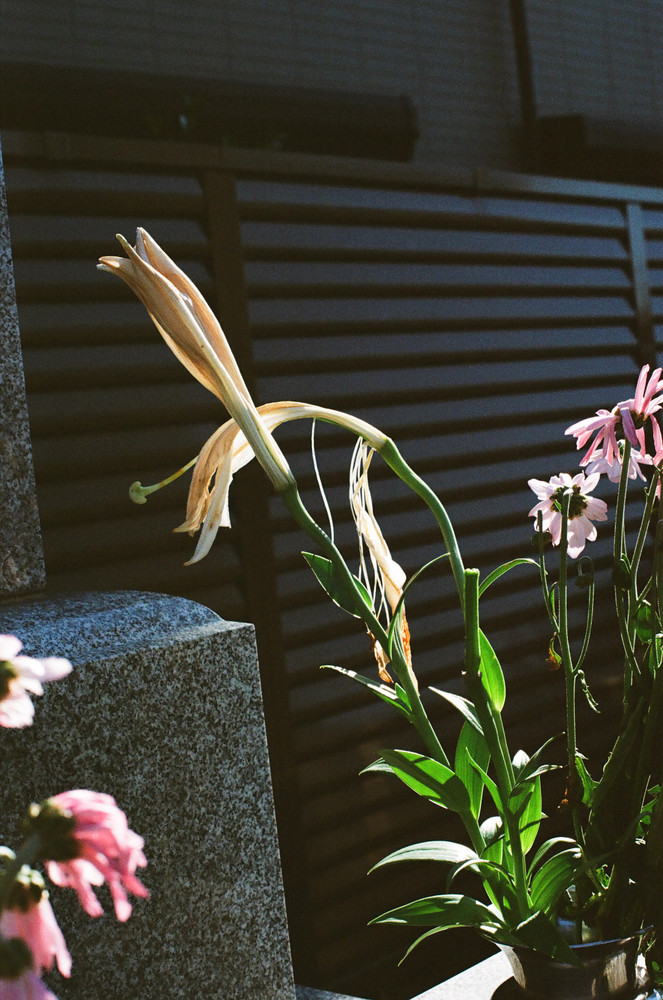 HIroshi Terada - graveyard flowers | LensCulture