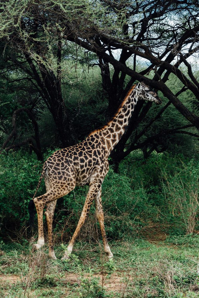 Maria Rodionova - Animal Portraits | LensCulture