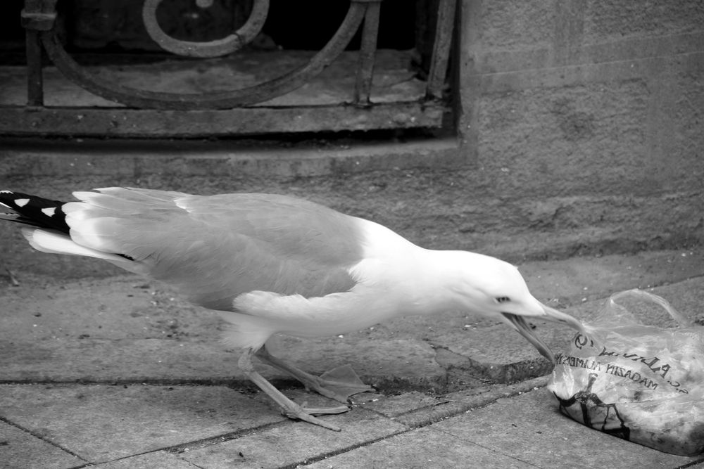 Codrina Enache Ionascu - Black and white by Codrina | LensCulture