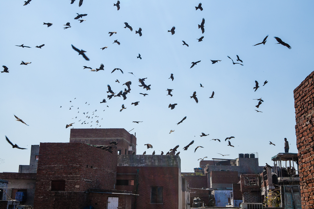 Islahuddin Ashraf - Delhi from a Rooftop | LensCulture