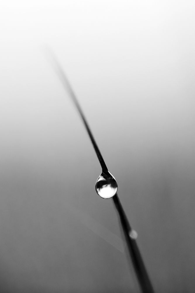 Alan Lemire - Water Drops in the Morning | LensCulture