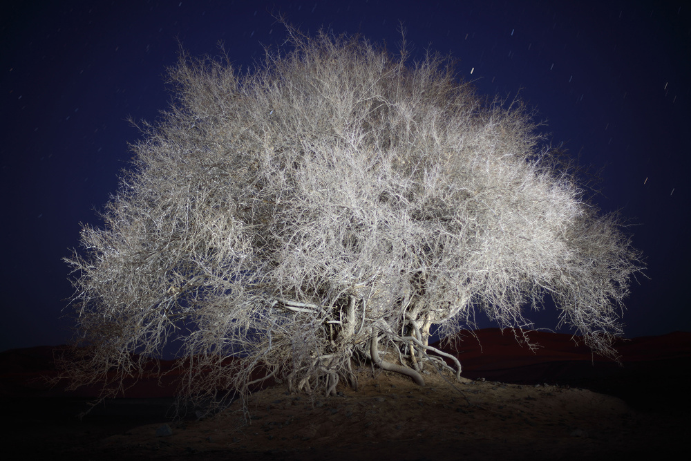 Tomofumi Nakano - Animism | LensCulture