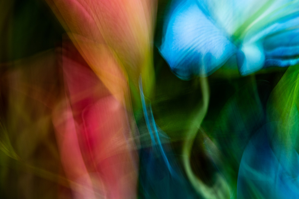 Alexandra Rutherford - Tiger Lily Abstracts | LensCulture