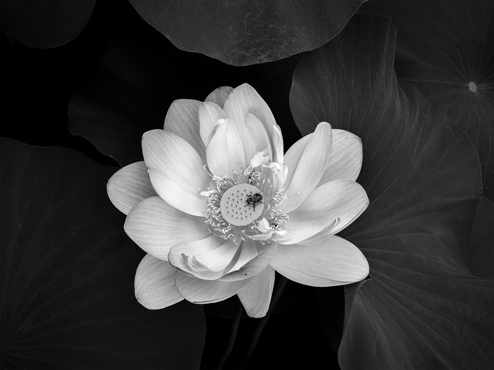 Reed Pike - Lotus Pond – A Photographic Study | LensCulture