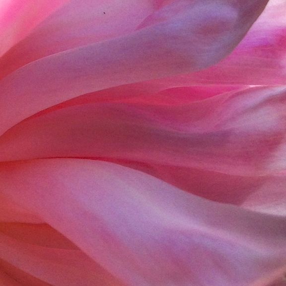 Steven Parisi - Gentile - Wild Flower -- Davis Orton Gallery portfolio ...