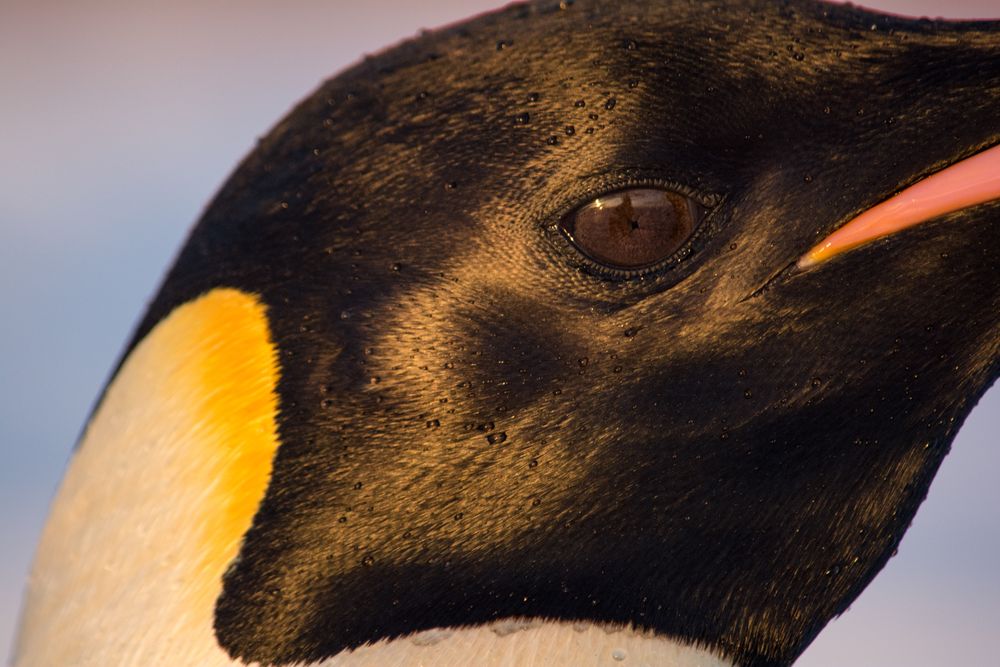 Fabien Petit - Antarctic penguins | LensCulture