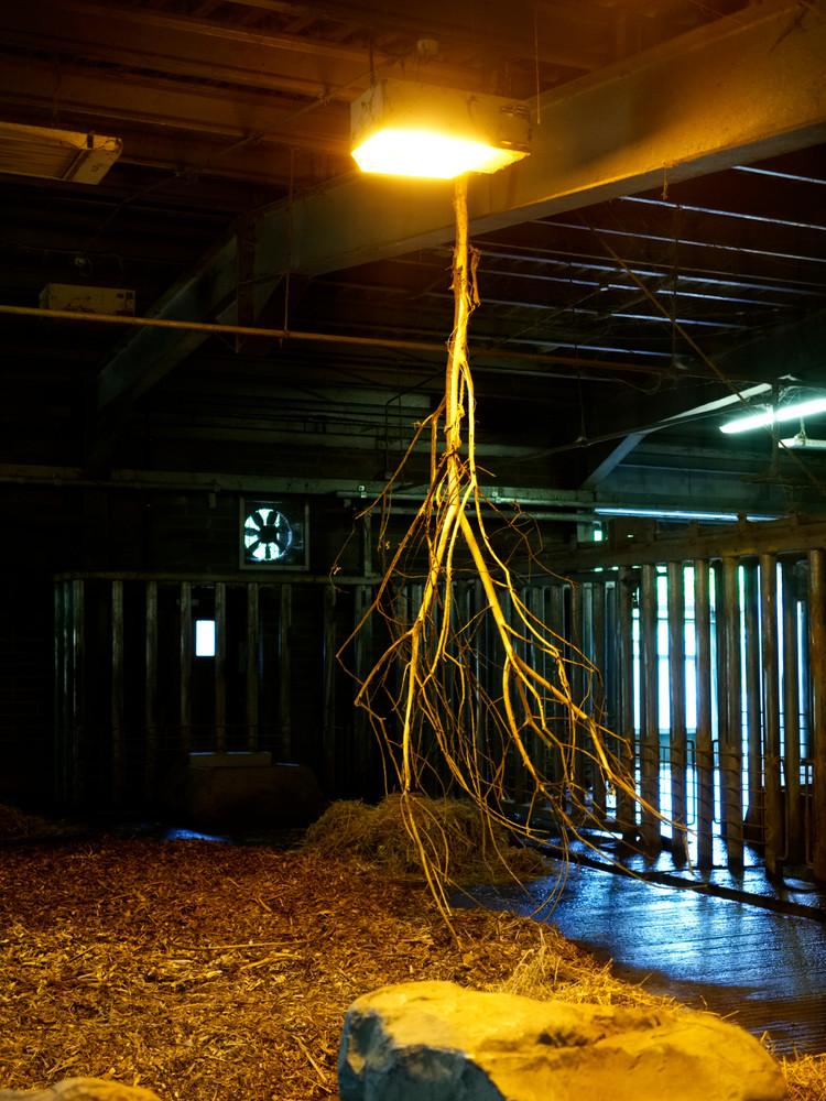 Conrado Velasco - Interior Design in the Age of Extinction | LensCulture