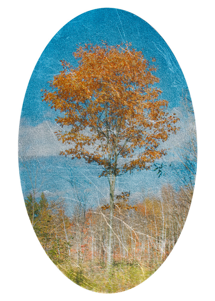 Nicola Woods - Shimmering Tree Portraits | LensCulture