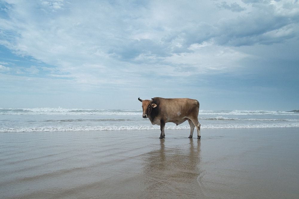 Christopher Rimmer - Amapondo | LensCulture