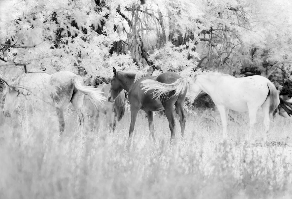 Leslie Key - Two Colors - Black and White | LensCulture