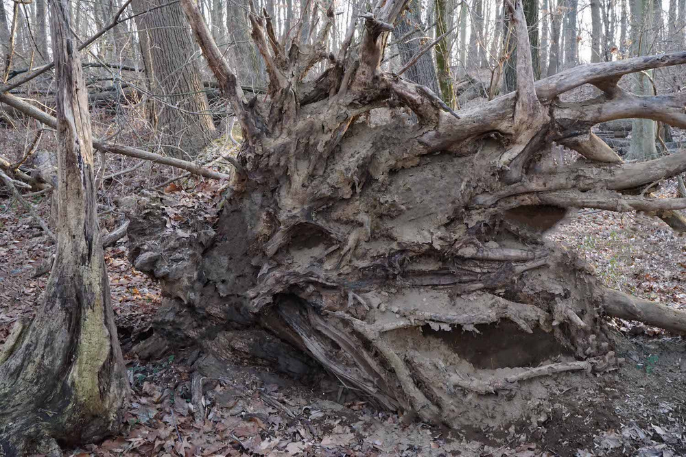 Nate Schwartz - Stumped Faces | LensCulture