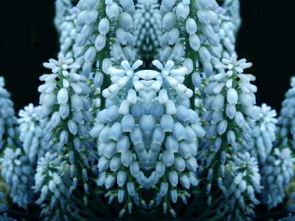 FLORALS - THE SERENITY THROUGH SYMMETRY PROJECT - LensCulture