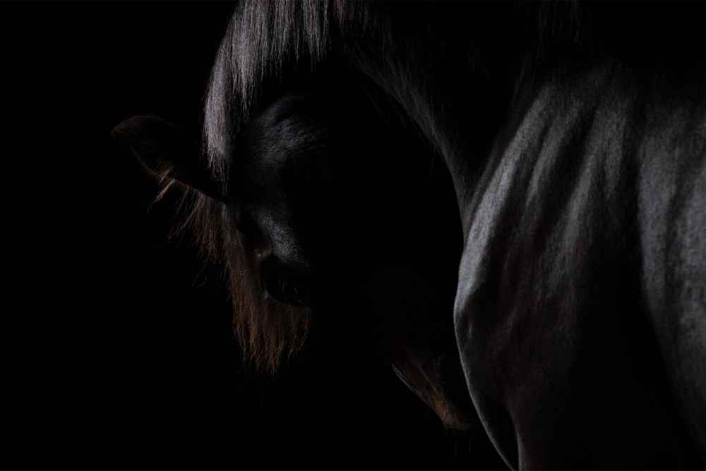 Deanne Ward - I Dream of Horses | LensCulture