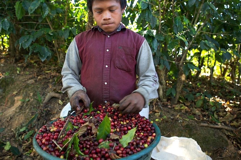 Michele Zousmer - Children of The Coffee - Child Labor in Costa Rica ...