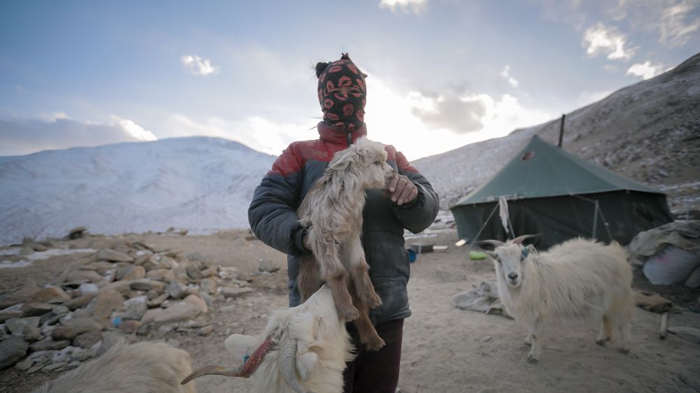 Shaktiraj Jadeja - The Changpas Of Changthang. | LensCulture