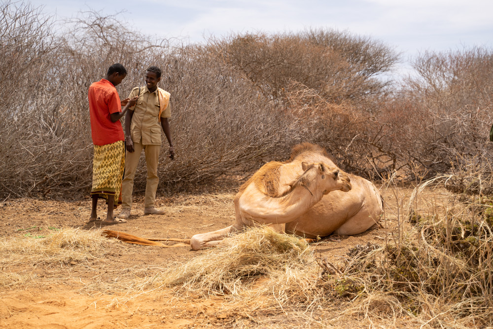 Hussein Abdirahman Mohamud - Crippling Drought in East Africa | LensCulture