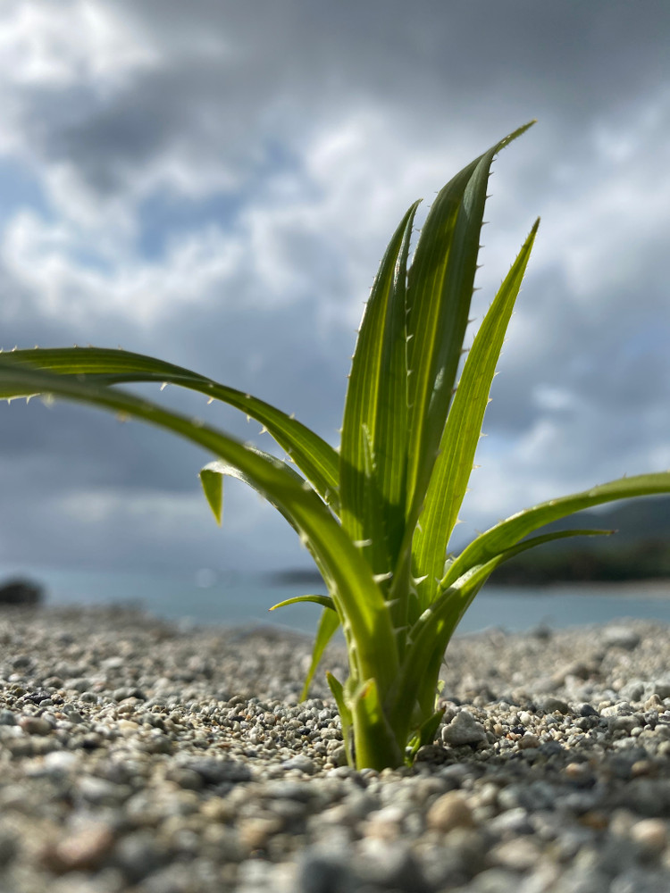 Sunay Yang - Rejoice | LensCulture