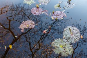 Kristan Kosmos - The Intricate Nature of Water | LensCulture