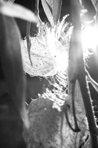 Romy Cohen - Seed | LensCulture