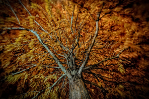 Pareidolia: Alien-Looking Tree Study (from Vibrant Night: Light ...