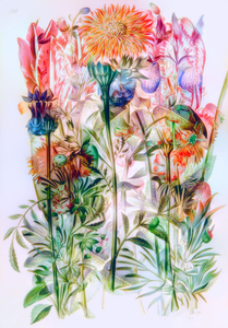 Larry Chait - Virtual Bouquets from The Green Florilegium | LensCulture