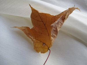 Autumn Leaves - LensCulture