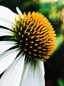 Brenda Phillips | LensCulture