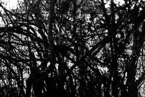 Pierre Picard | LensCulture