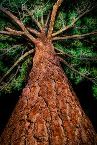 Pareidolia: Alien-Looking Tree Study (from Vibrant Night: Light ...
