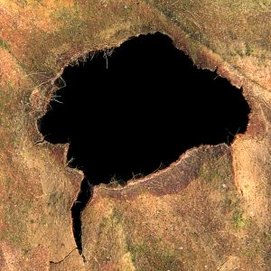 Leaf Decay - LensCulture