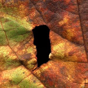 Leaf Decay - LensCulture