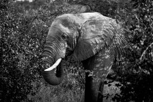 Alexander Hannah | LensCulture